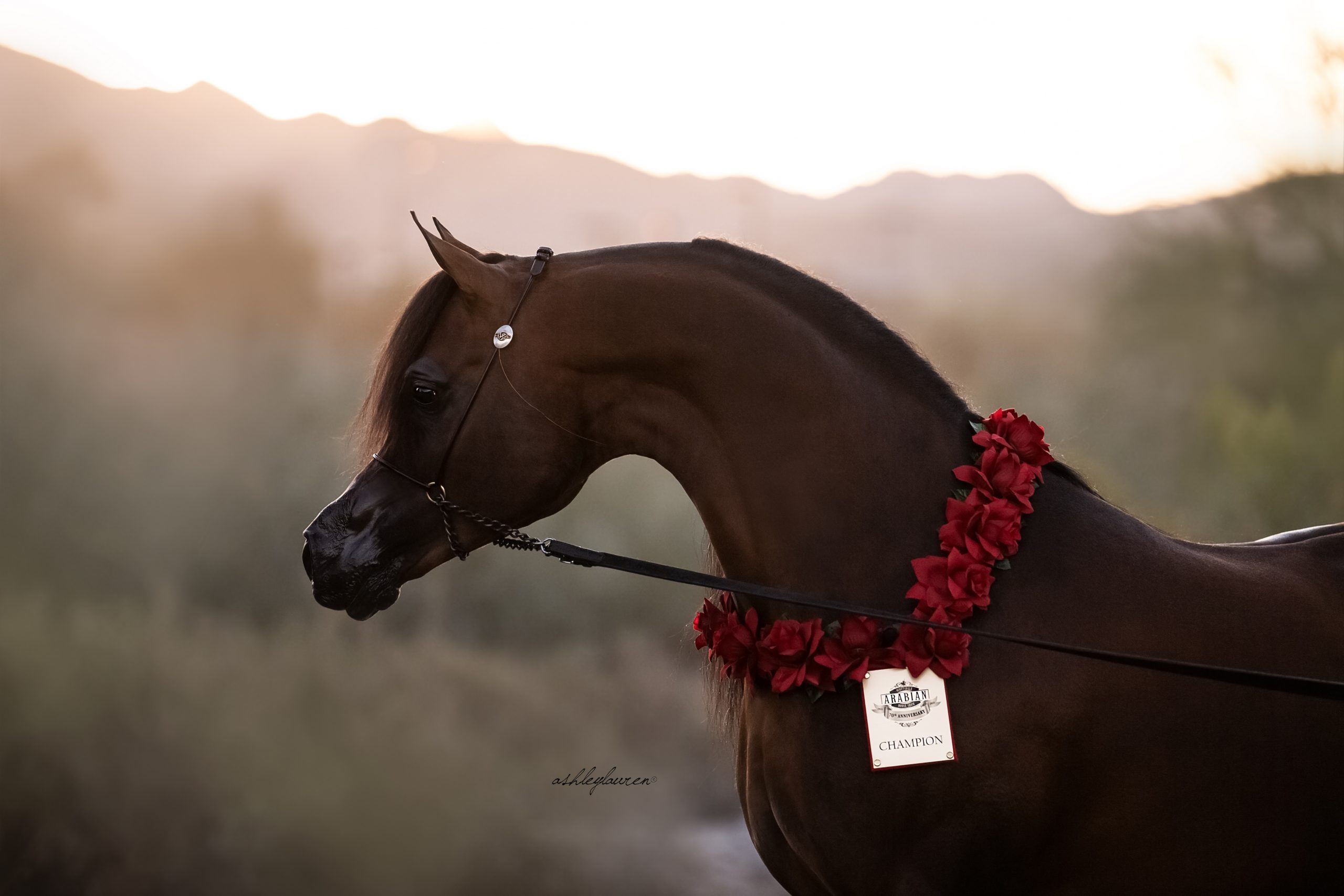 Ernando AA – Region 12 Spotlight Futurity