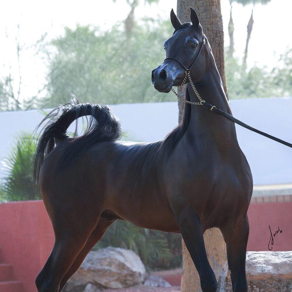 Andre AN – Region 12 Spotlight Futurity