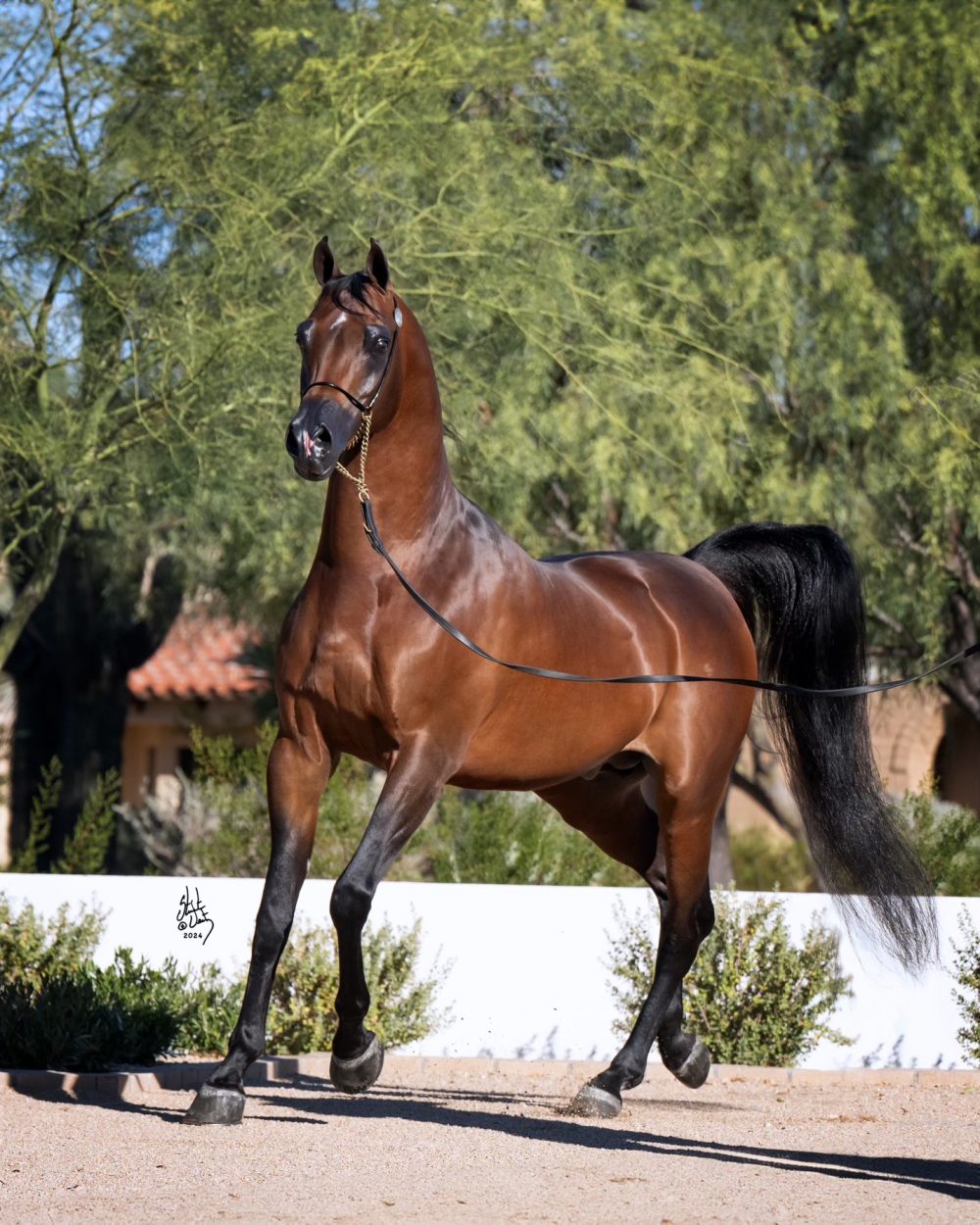 Dominic M – Region 12 Spotlight Futurity