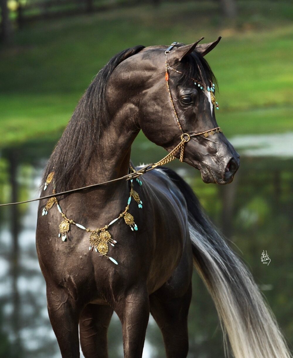 Adham Aljassimya – Region 12 Spotlight Futurity