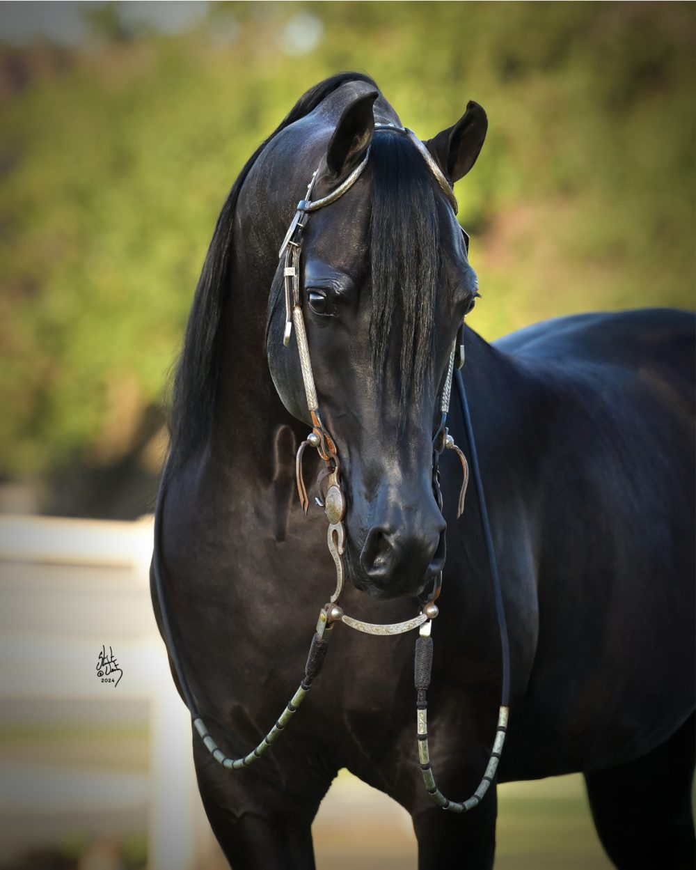 Hendrixx WB – Region 12 Spotlight Futurity